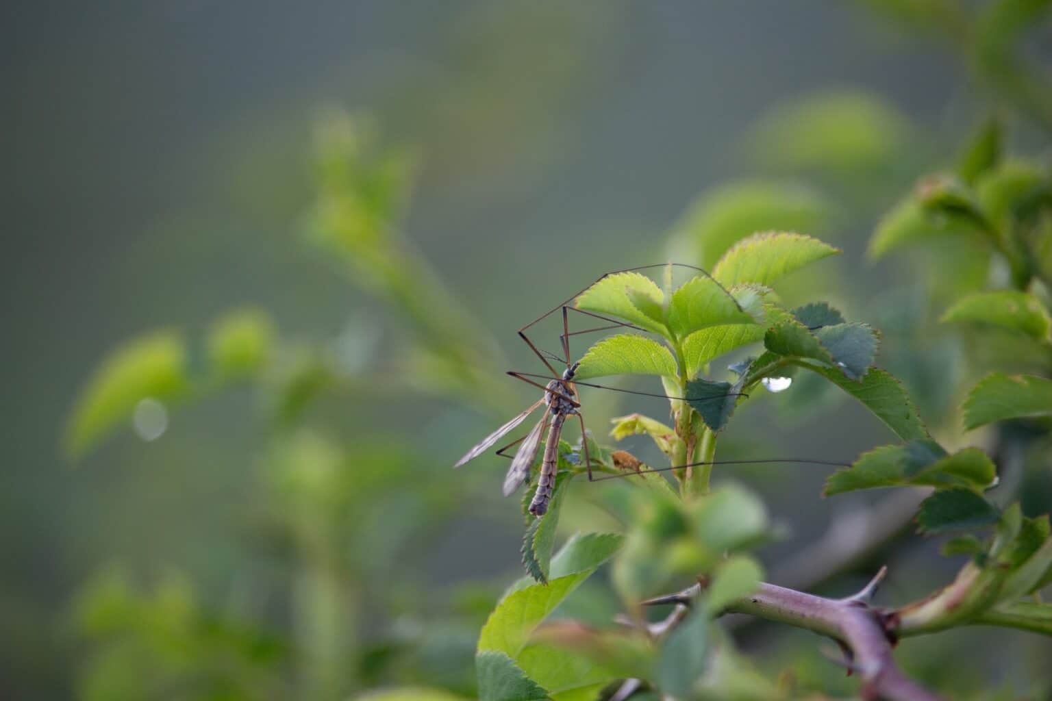 Crane Fly vs Mosquitoes: What Is The Difference? | Lookout Pest Control Crane Fly vs Mosquitoes: What Is The Difference? | Lookout Pest Control